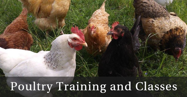 Poultry Keeping Training & Classes | The Farr Homestead