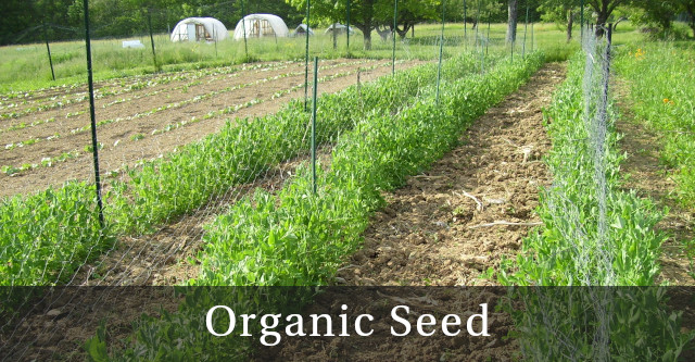 Organic Seeds | The Farr Homestead